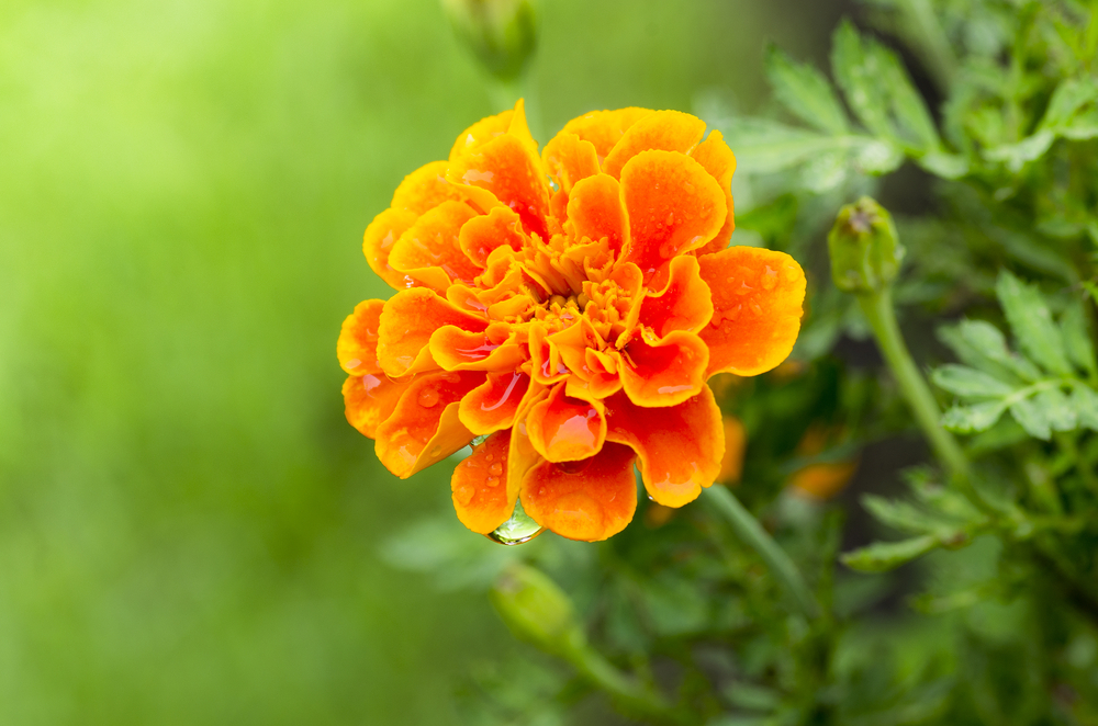 マリーゴールドの育て方！種まきや寄せ植え、虫除けの効果は？ - horti 〜ホルティ〜 by GreenSnap