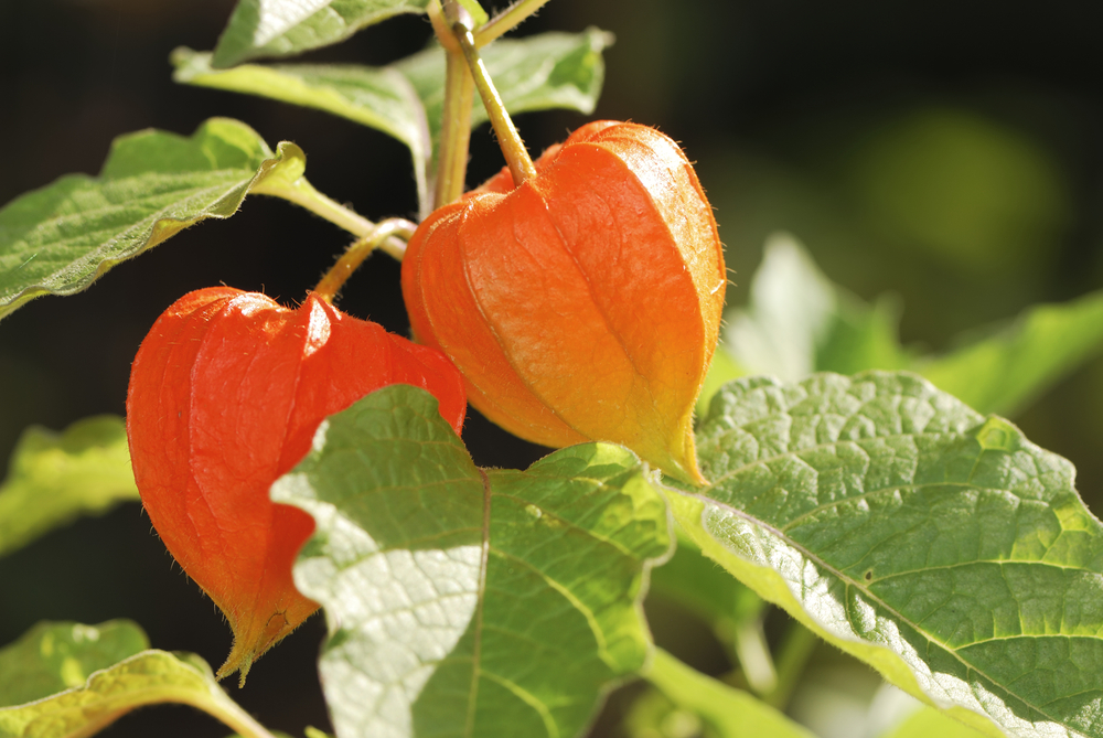 【要注意！】ホオズキの花言葉とは？見頃の季節は？ - horti 〜ホルティ〜 by GreenSnap