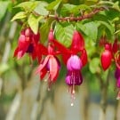 フクシア | HORTI 〜ホルティ〜 by GreenSnap